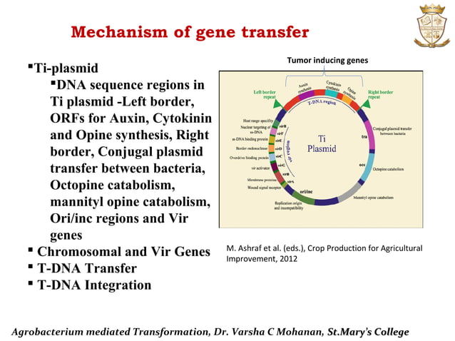 Biotechnology:Agrobacterium mediated Transformation | PPT