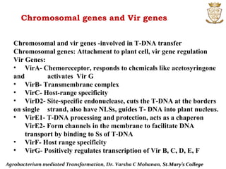 Biotechnology:Agrobacterium mediated Transformation | PPT