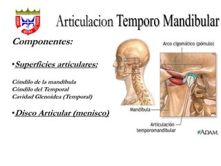 Articulación Temporomandibular (ATM) UJAP | PDF