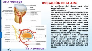 CALSES DE ATM Y MUSCULOS PARA EXAEMEN DE ODONTOLOGIA | PDF