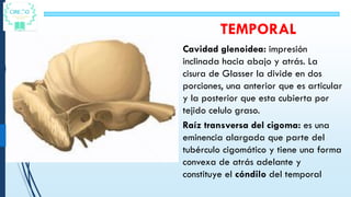 CALSES DE ATM Y MUSCULOS PARA EXAEMEN DE ODONTOLOGIA | PDF