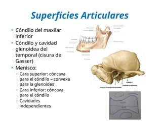 ATM y Musculos de la Mimica.pptx........ | PPTX