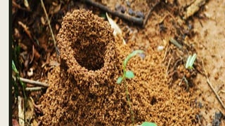 atom structure 5e lesson plan | PPT