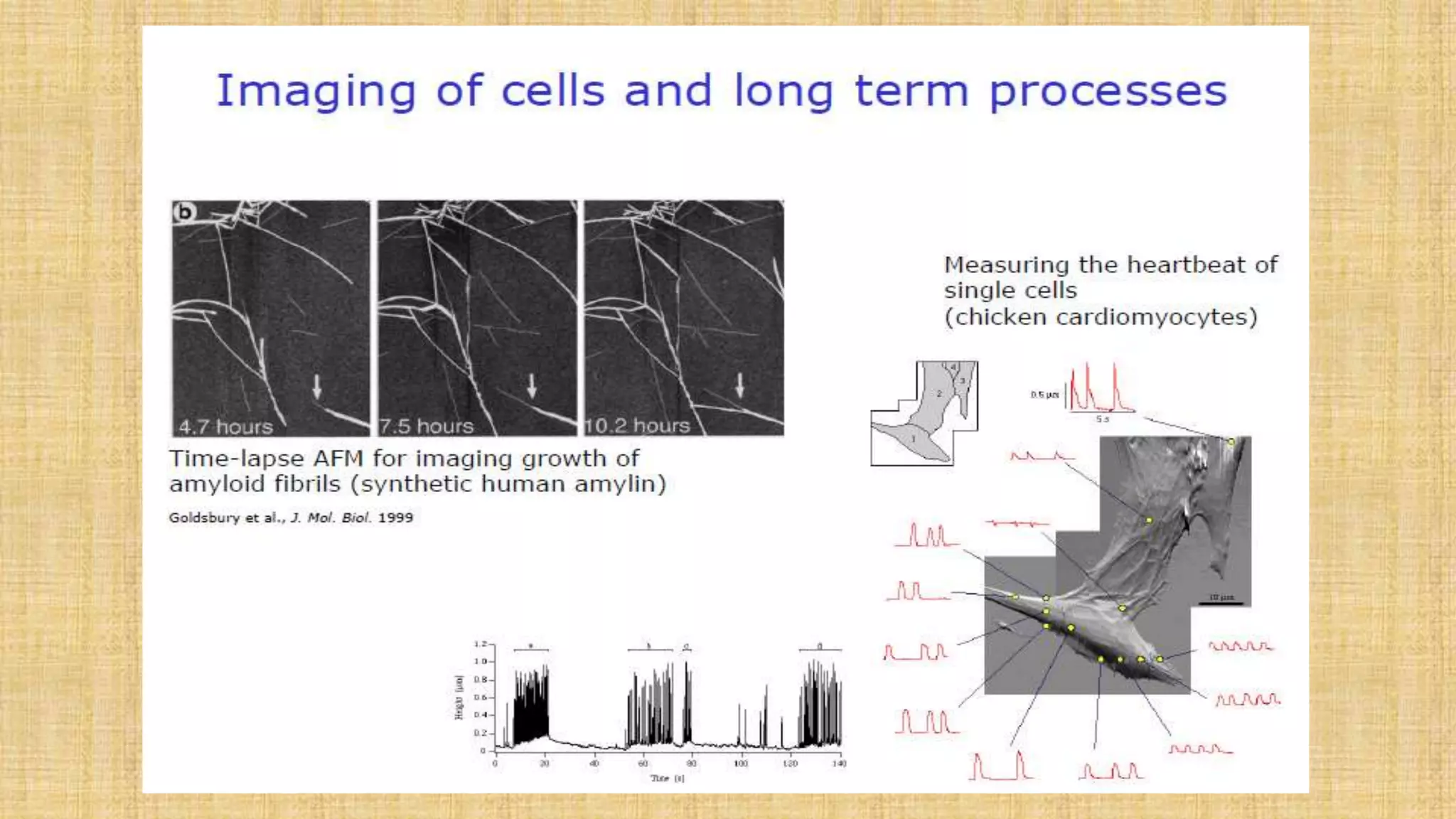 Introduction And Applications Of Atomic Force Microscopy Ppt