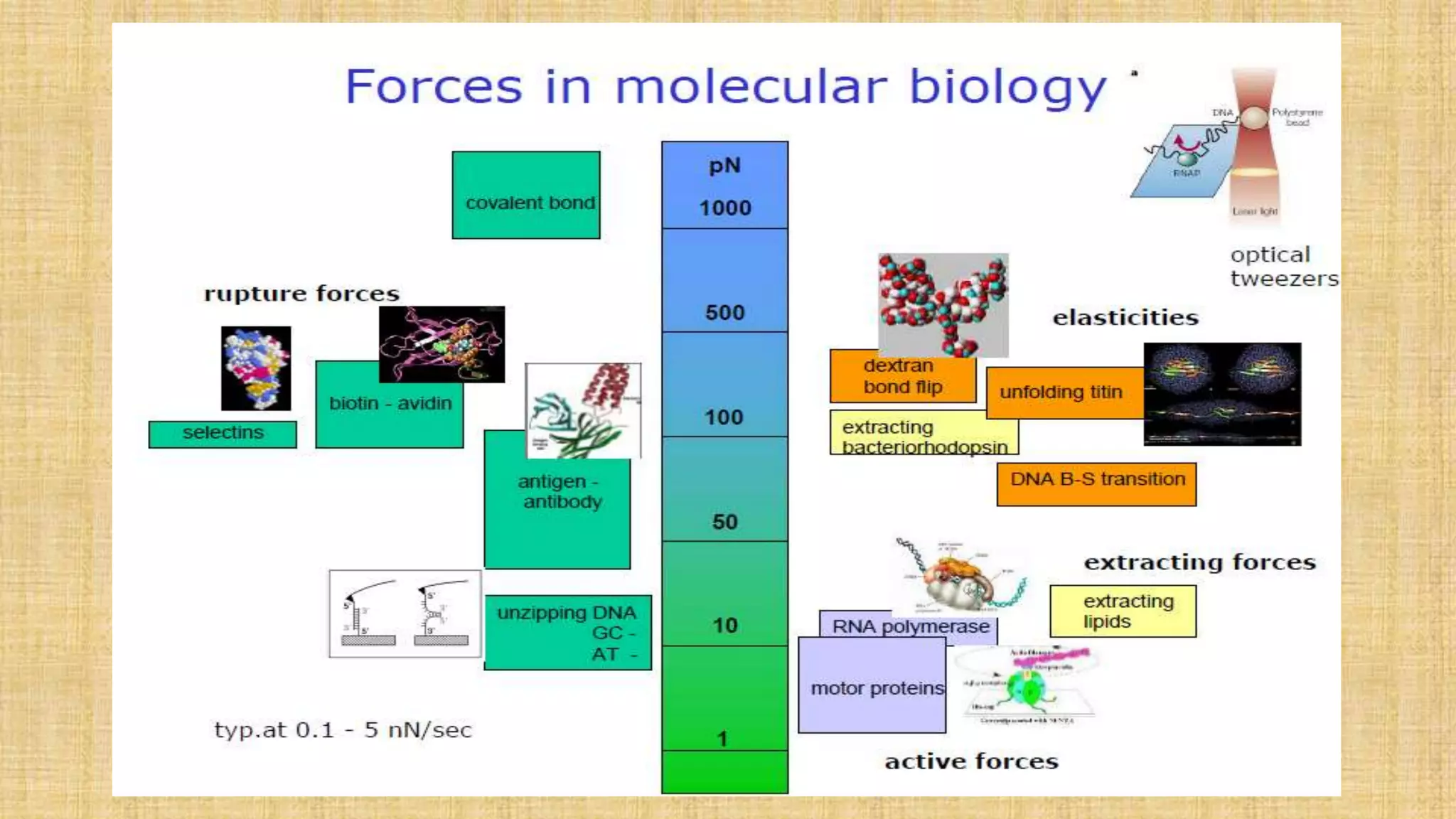 Introduction And Applications Of Atomic Force Microscopy Ppt