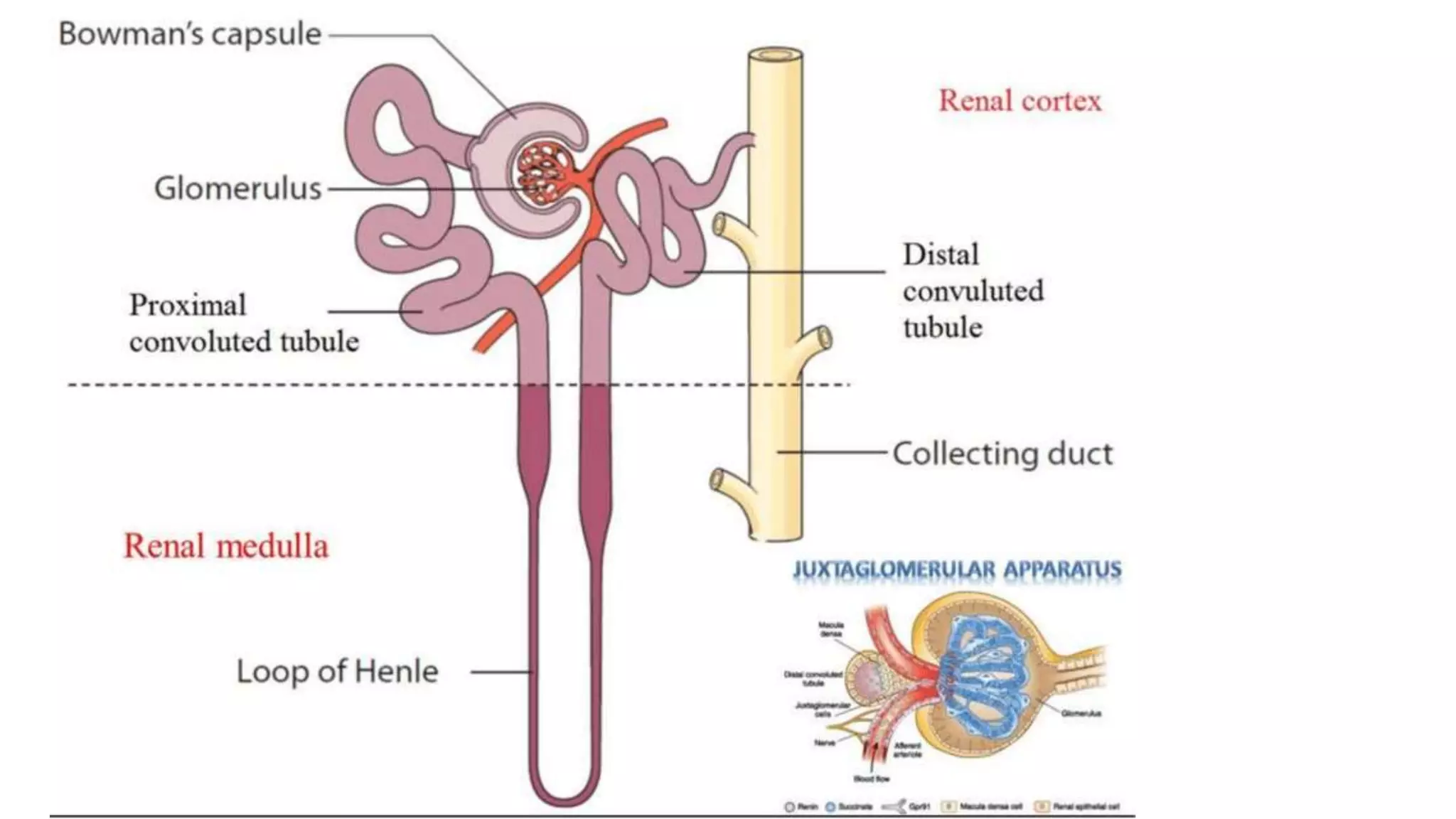 Chronic Glomerulonephritis - Pathology - ATOT | PPTX