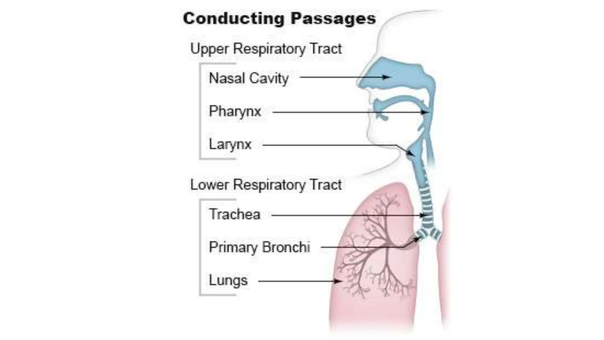 COPD: Chronic Bronchitis, Emphysema - Medicine - ATOT | PPTX | Lung and ...