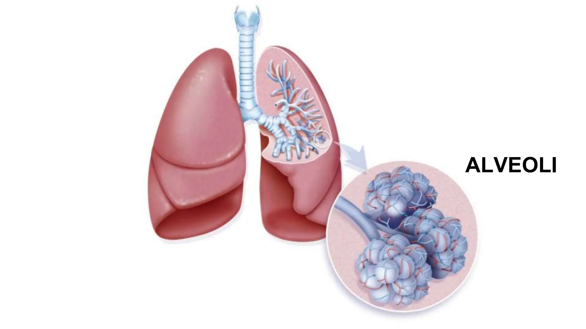COPD: Chronic Bronchitis, Emphysema - Medicine - ATOT | PPTX | Lung and ...