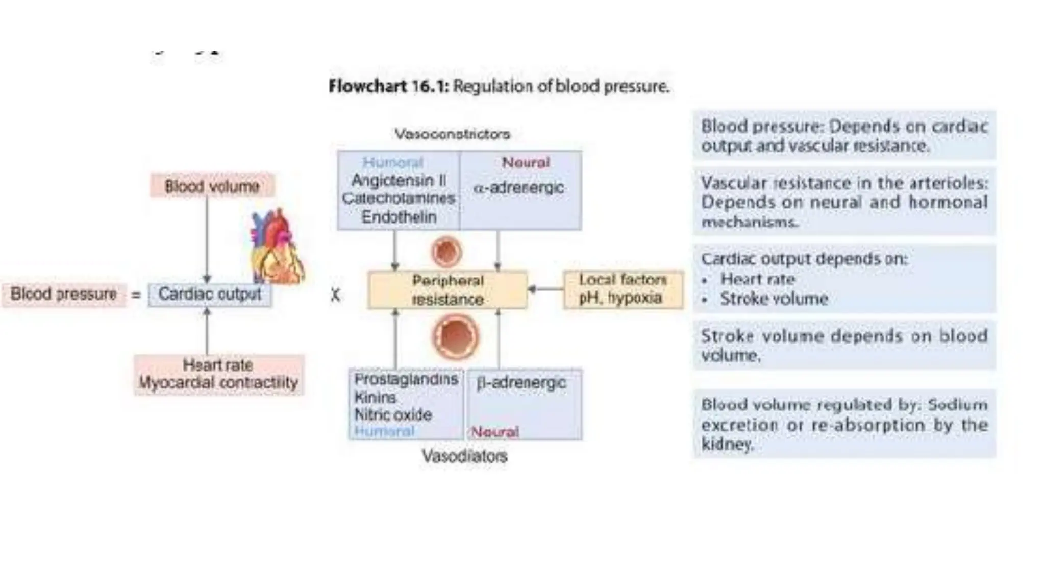 Hypertension: Causes, Pathogenesis - Pathology - ATOT | PPT