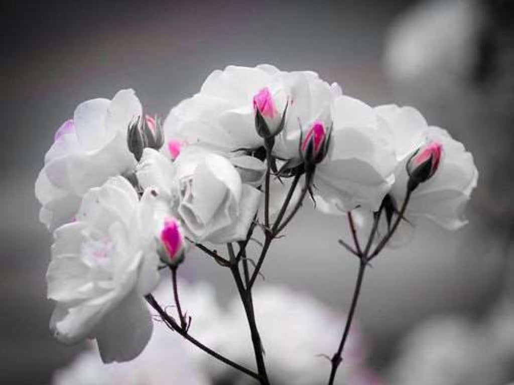 A touch of color