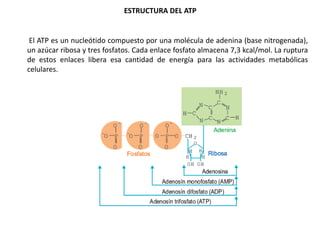 Atp | PPTX