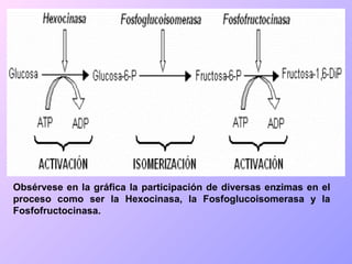 Metabolismo Energetico | PPT