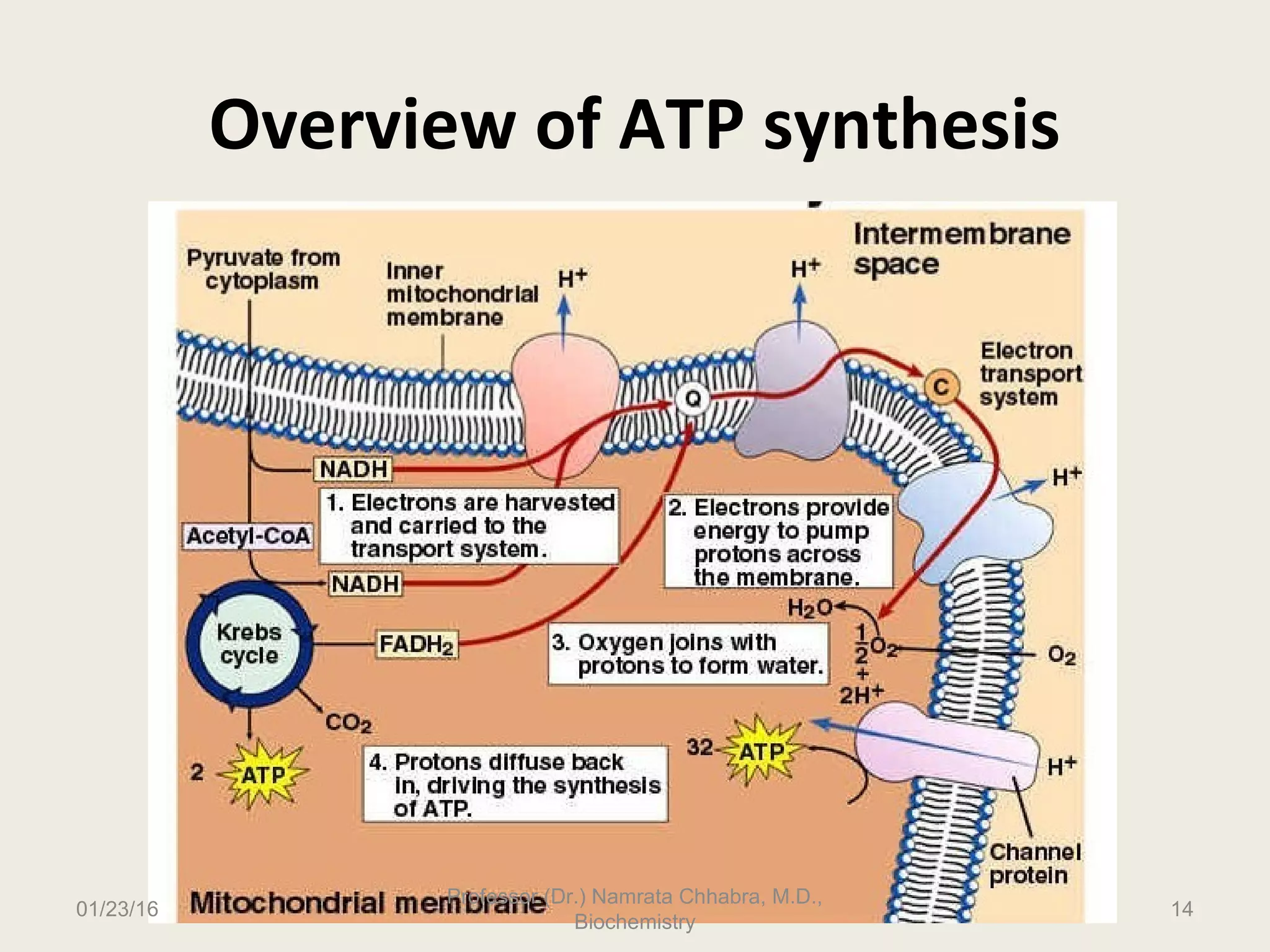 ATP- The universal energy currency of cell | PPT