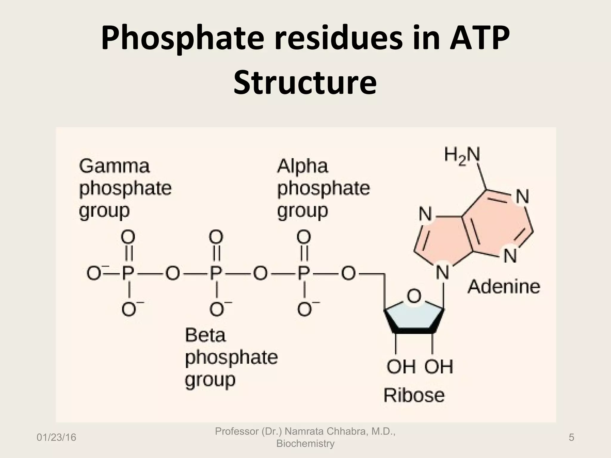 ATP- The universal energy currency of cell | PPT