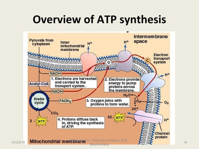 ATP- The universal energy currency of cell | PPT