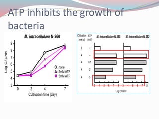 Atp, antibacterial agent | PPTX