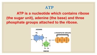 ATP | PPTX