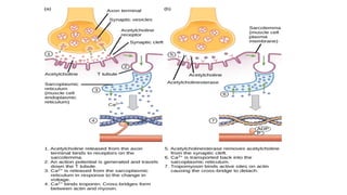 ATP.pptx