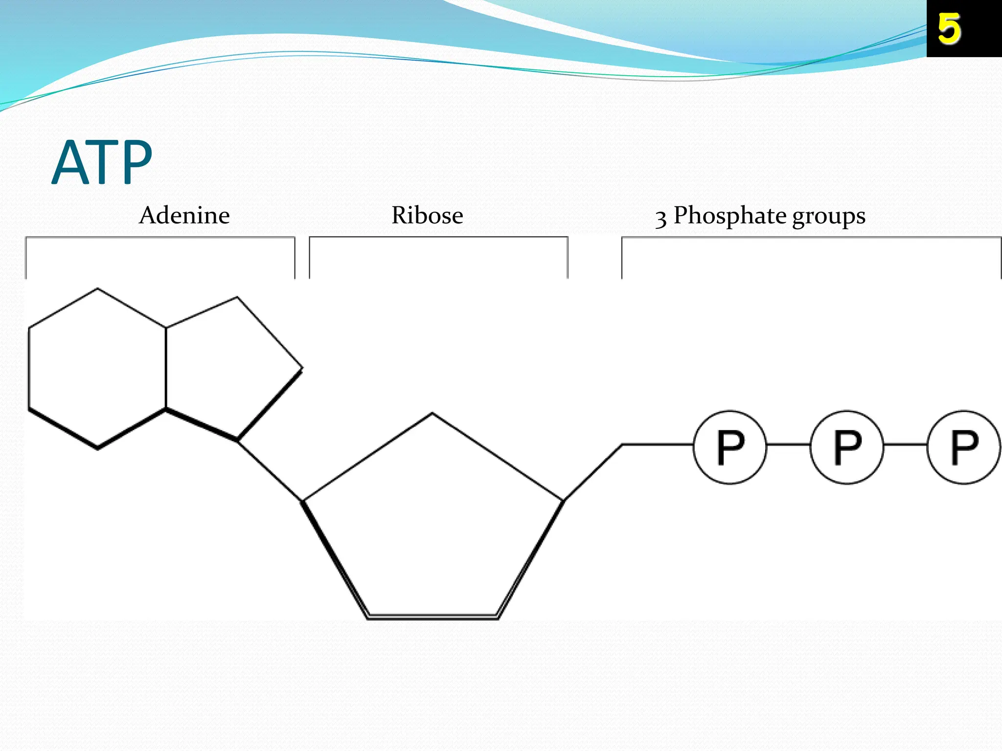 ATPPAdenosine triphosphate biological molecule .pptx