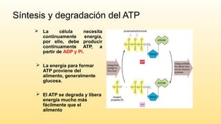 ATP Concepto, tipos y síntesis, estructura | PPTX