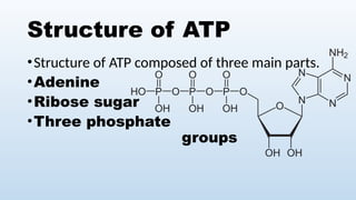 ATP: adenosine triphosphate | PPTX