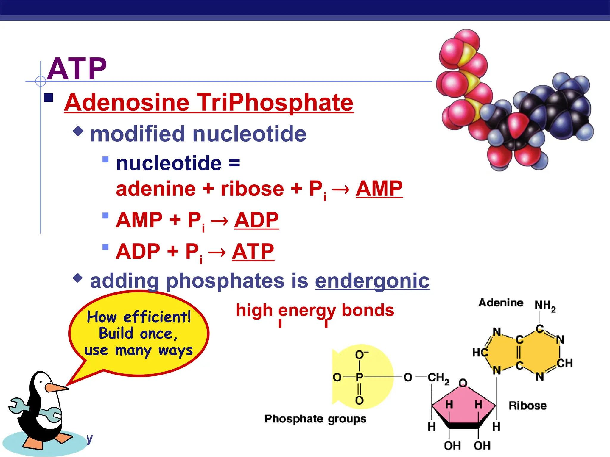 Making Energy with ATP PowerPoint presentation | PPT