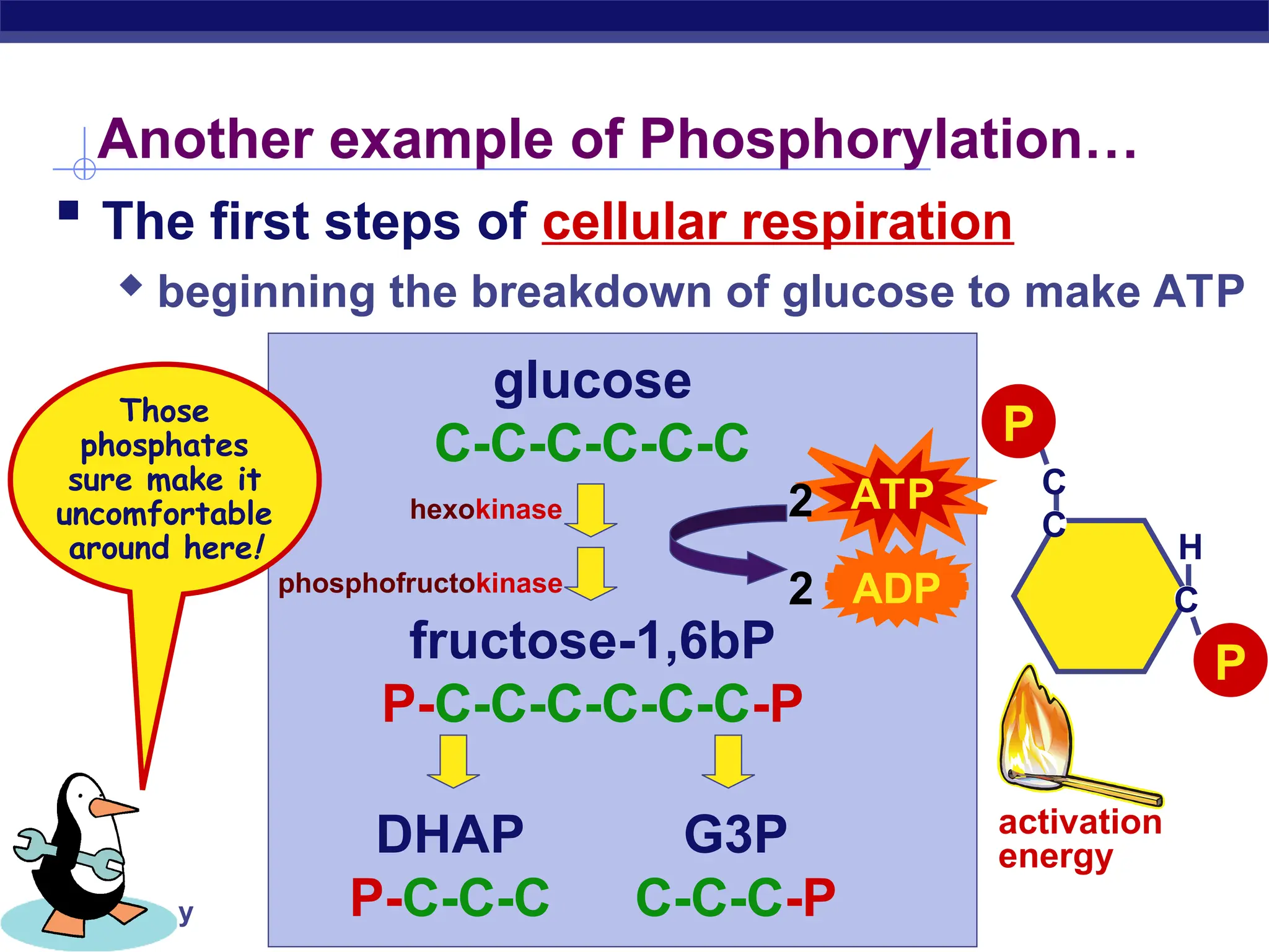 Making Energy with ATP PowerPoint presentation | PPT