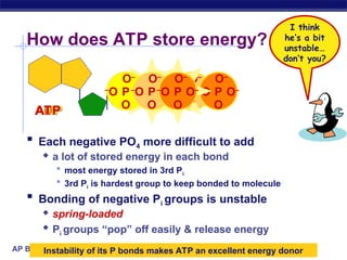Making Energy with ATP PowerPoint presentation | PPT
