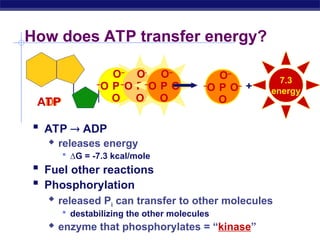 Making Energy with ATP PowerPoint presentation | PPT