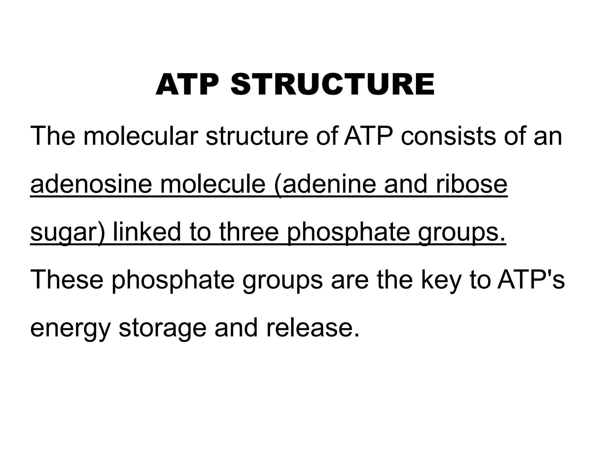 atp-adp-cycle.pptx