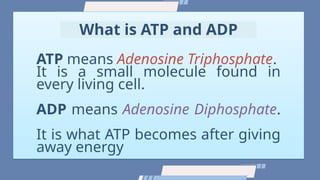 ATP-ADP-PRESENTATION gENERAL BIOLOGY (1).pptx