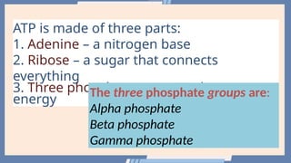 ATP-ADP-PRESENTATION gENERAL BIOLOGY (1).pptx