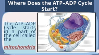 ATP-ADP-PRESENTATION gENERAL BIOLOGY (1).pptx