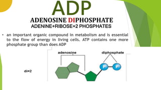 ATP DPP CYCLEfxbhdbfckmmbngngngbggggggggg | PPT