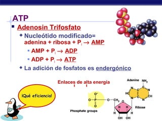 El ATP: transformaciones de energía | PPT