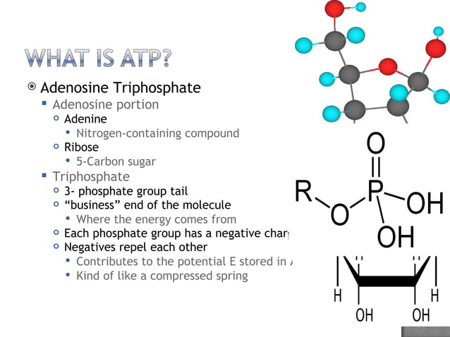 Atp And Electron Transport Chain | PPT