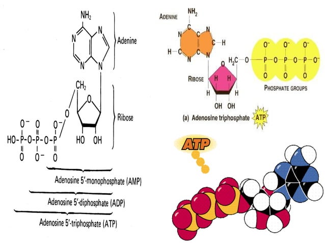 Atp And Electron Transport Chain | PPT