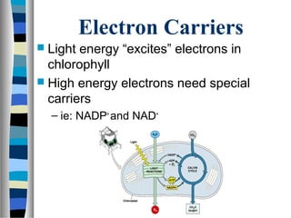 ATP, Photosynthesis, and Cellular Respiration | PPT