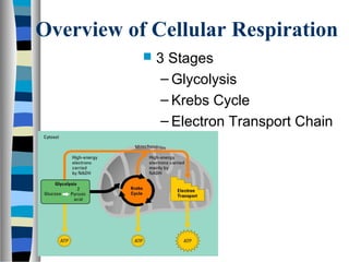 ATP, Photosynthesis, and Cellular Respiration | PPT