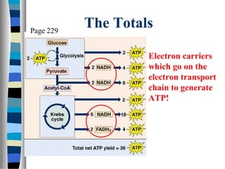 ATP, Photosynthesis, and Cellular Respiration | PPT