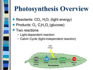 ATP, Photosynthesis, and Cellular Respiration | PPT