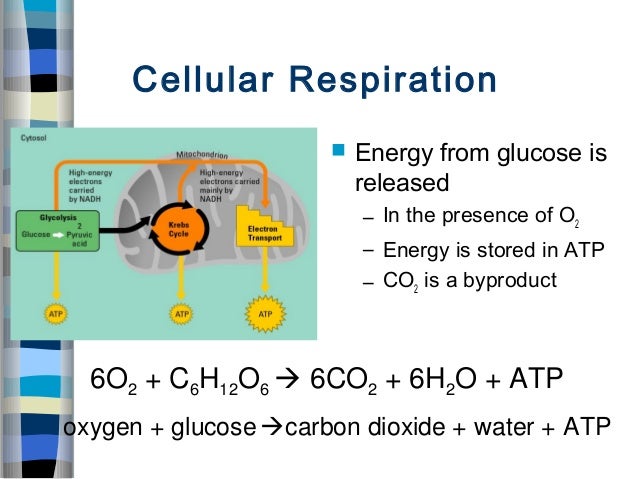 Cellular Respiration And A Cells Demand For Atp