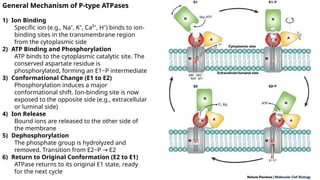 ATPases as nanomachines, Types and disease related | PPTX