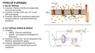 ATPases as nanomachines, Types and disease related | PPTX