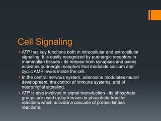 Role of ATP in Bioenergetics | PPTX