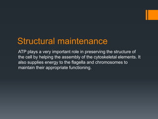 Role of ATP in Bioenergetics | PPTX