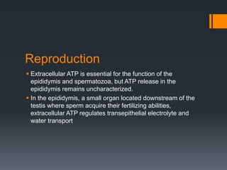 Role of ATP in Bioenergetics | PPTX