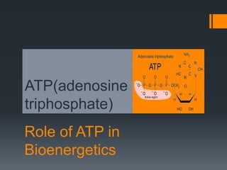 Role of ATP in Bioenergetics | PPTX
