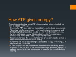 Role of ATP in Bioenergetics | PPTX