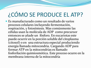 Atp estructura y función | PPTX